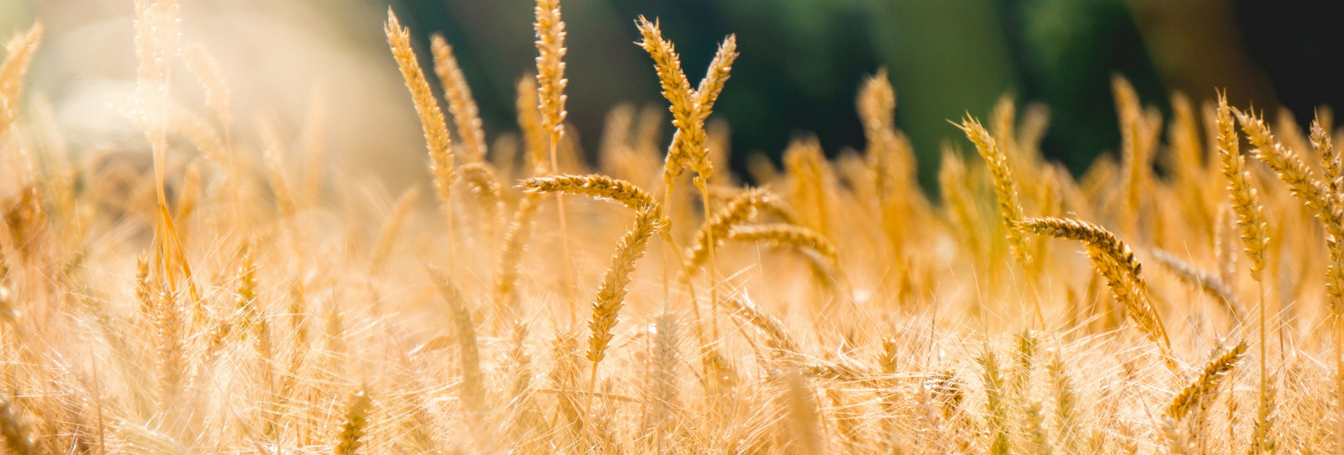 cue-waving-wheat-web-banner-1920x650px - CUE Financial of Oklahoma